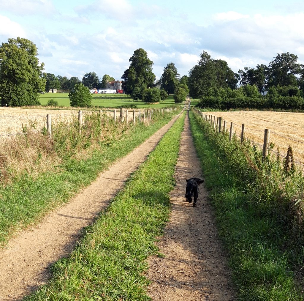 Compton Long Pub Walk - Explore On Paw