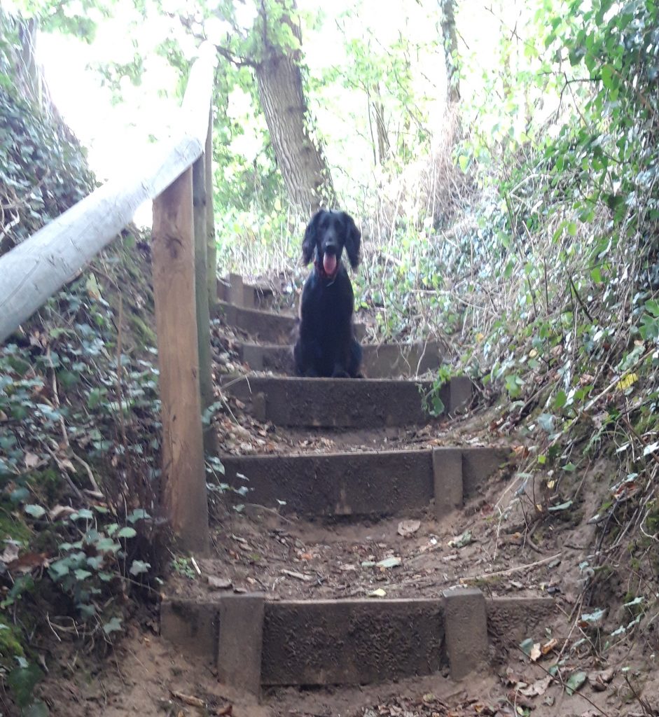 Compton Long Pub Walk - Explore On Paw